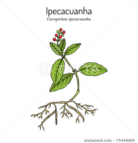 Ipecacuanha Carapichea ipecacuanha , medicinal... - Stock Illustration ...