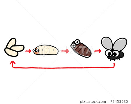 Diagram of fly growth cycle - Stock Illustration [75453980] - PIXTA