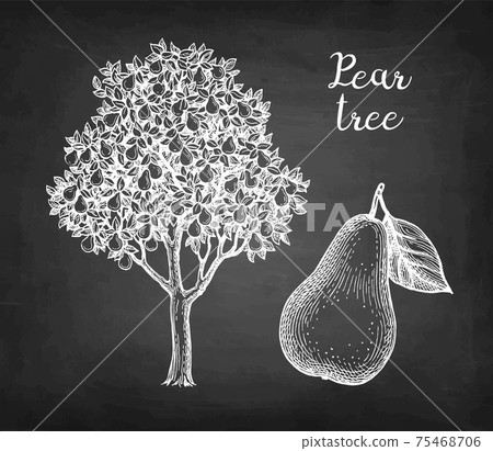 Chalk sketch of pear. - Stock Illustration [75468706] - PIXTA