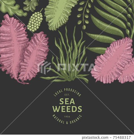 Seaweed color design template. Hand drawn... - Stock Illustration ...
