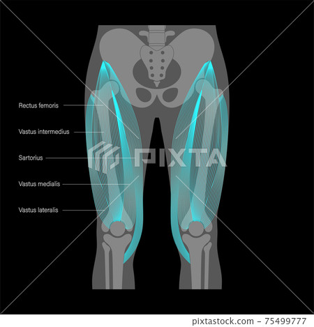 Muscular system legs - Stock Illustration [75499777] - PIXTA