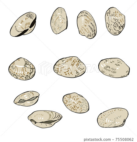 Illustration set of closed clams, with... - Stock Illustration ...