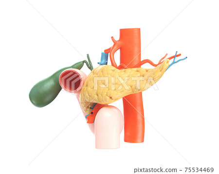 Realistic 3d illustration of human pancreas... - Stock Illustration ...