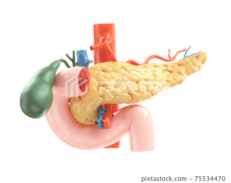 Realistic 3d illustration of human pancreas... - Stock Illustration ...