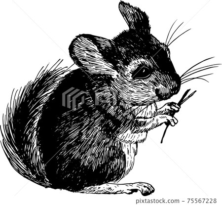 Chinchilla sketch illustration. hand drawn... - Stock Illustration ...