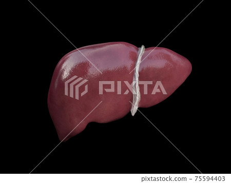 Realistic liver anatomy structure. hepatic... - Stock Illustration ...