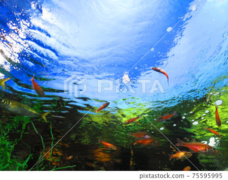 Underwater Looking Up