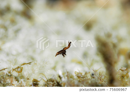 A type of mysidacea - Stock Photo [75606967] - PIXTA