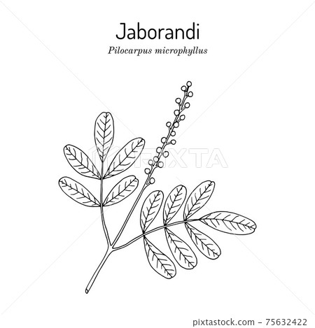 Maranham jaborandi, Pilocarpus microphyllus,... - Stock Illustration ...