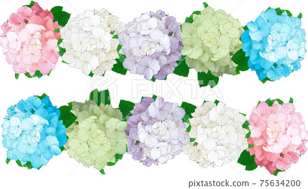 Hydrangea line - Stock Illustration [75634200] - PIXTA