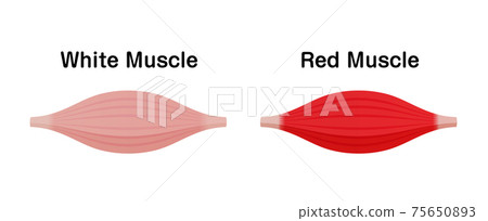 Differences in muscle fiber types and colors... - Stock Illustration ...