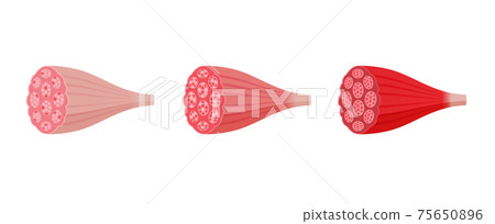 Difference in muscle fiber type and color... - Stock Illustration ...