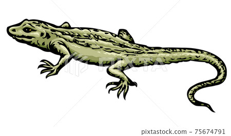 Lizard. Vector drawing-插圖素材 [75674791] - PIXTA圖庫