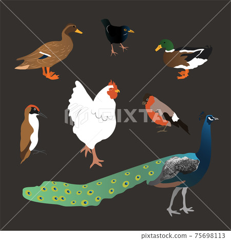 Set of different birds, duck, rooster, peacock,... - Stock Illustration ...