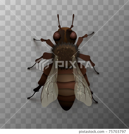Detailed realistic fly, insect on transparent - Stock Illustration ...