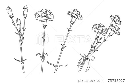 Simple carnation illustration (line art) - Stock Illustration [75738927 ...