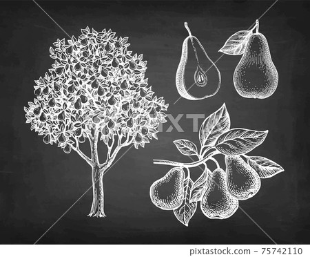 Chalk sketch of pear. - Stock Illustration [75742110] - PIXTA