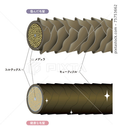 hair, cross-section diagram, vector - Stock Illustration [75753662] - PIXTA