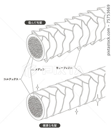 hair, cross-section diagram, vector - Stock Illustration [75753669] - PIXTA