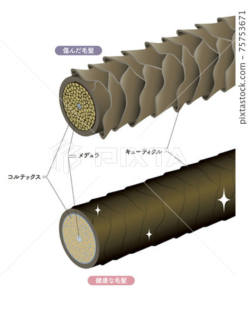 hair, cross-section, sectional - Stock Illustration [75753671] - PIXTA