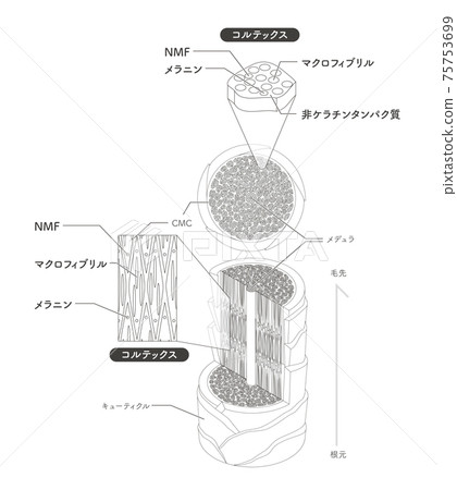 hair, cross-section, sectional - Stock Illustration [75753699] - PIXTA