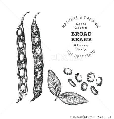 Hand drawn sketch style broad beans. Organic... - Stock Illustration ...
