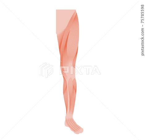 Muscular system legs - Stock Illustration [75785598] - PIXTA