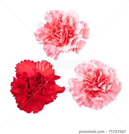 Cut out carnation parts Material-There are... - Stock Illustration ...
