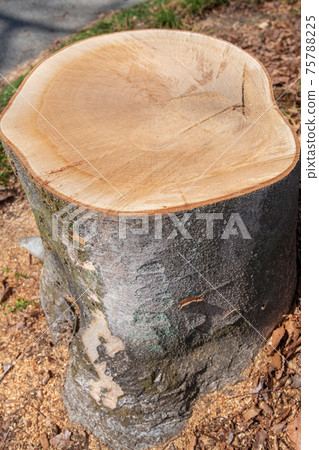Zelkova stump logging large tree - Stock Photo [75788225] - PIXTA