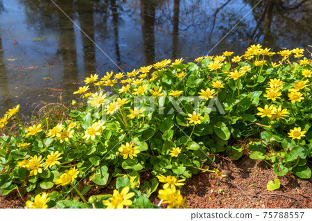 Haruka Ryukinka - Stock Photo [75788557] - PIXTA