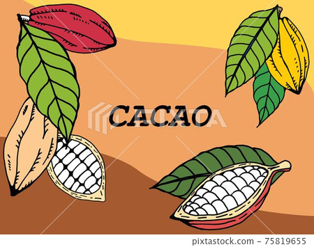 Cacao pod with beans freehand drawing on white... - Stock Illustration ...