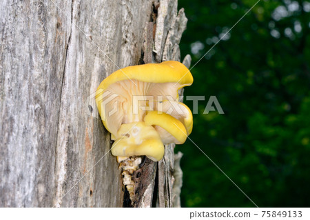 Pleurotus cornucopiae (Shiretoko, Hokkaido) - Stock Photo [75849133 ...