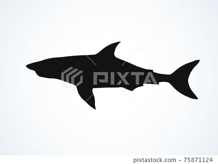 Shark. Vector drawing - Stock Illustration [75871124] - PIXTA