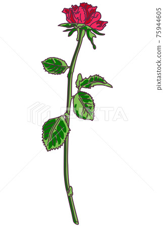 Illustration of a single red rose - Stock Illustration [75944605] - PIXTA