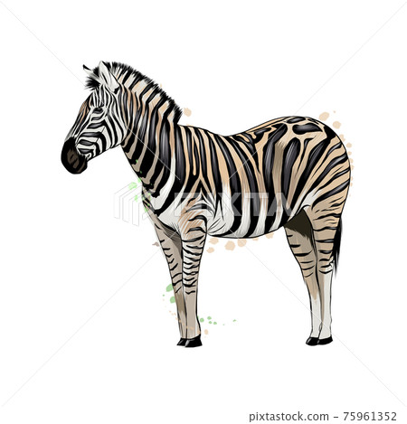 How To Draw A Realistic Zebra
