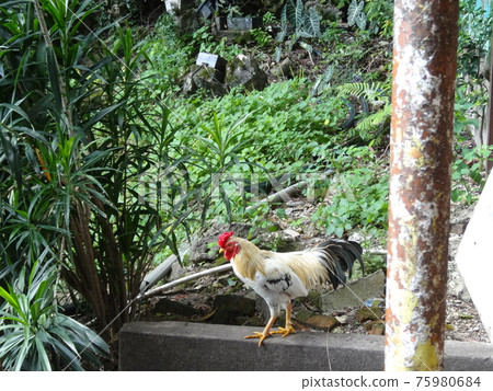 Wild Mala Chicken Wild Planet Organic Roasted Chicken Breast No Salt