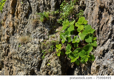 Wild grass on the slope - Stock Photo [75998495] - PIXTA