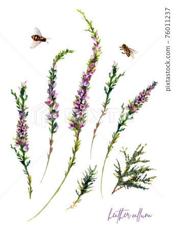 Watercolor Botanical Illustration of Heather... - Stock Illustration ...
