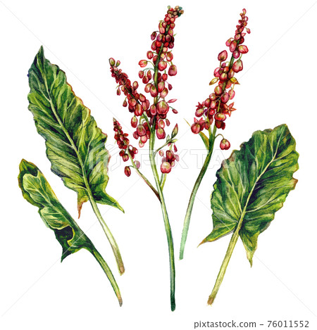 Watercolor Illustration of Red Sorrel - Stock Illustration [76011552 ...