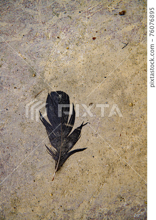 crow feathers falling