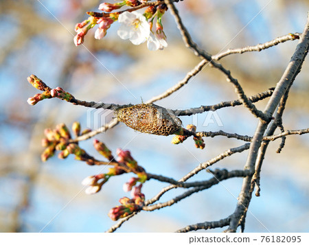 Watermark straw cocoon attached to a branch of... - Stock Photo ...