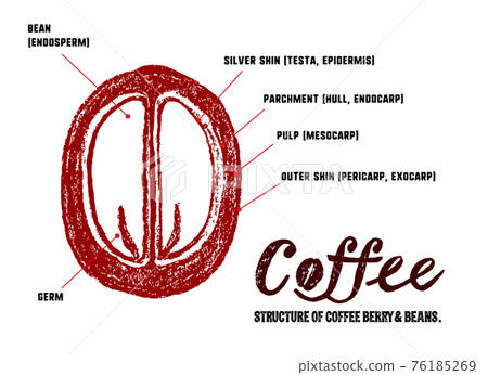 Structural illustration of coffee cherries and... - Stock Illustration ...