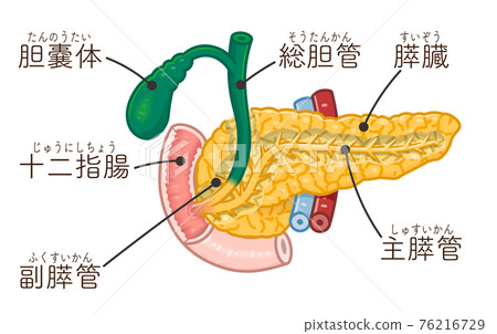 Illustration of pancreas, duodenum, gallbladder... - Stock Illustration ...