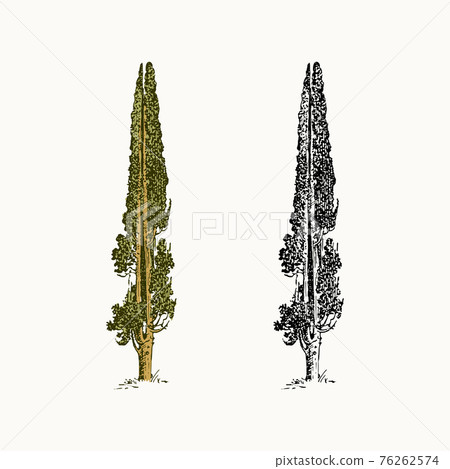 Cypress tree in vintage style. The national... - Stock Illustration ...