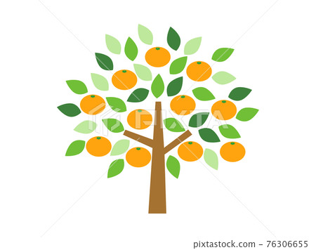 Tree 20 Mandarin tree - Stock Illustration [76306655] - PIXTA