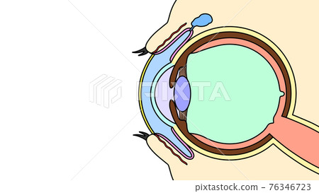 Tears and eye structure (image) - Stock Illustration [76346723] - PIXTA