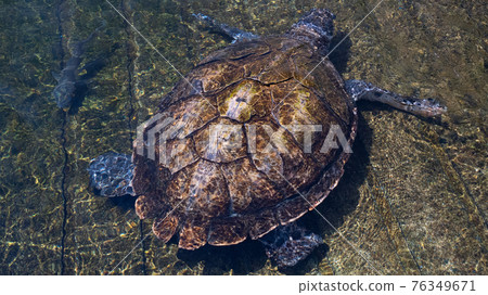 Loggerhead Sea Turtle Limbs
