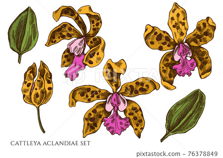 Vector set of hand drawn colored cattleya... - Stock Illustration ...