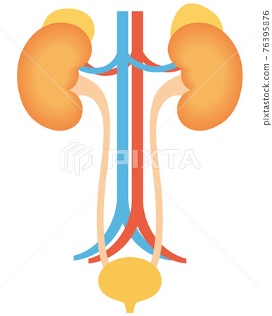 liver, the liver, cross-section diagram - Stock Illustration [76395876 ...