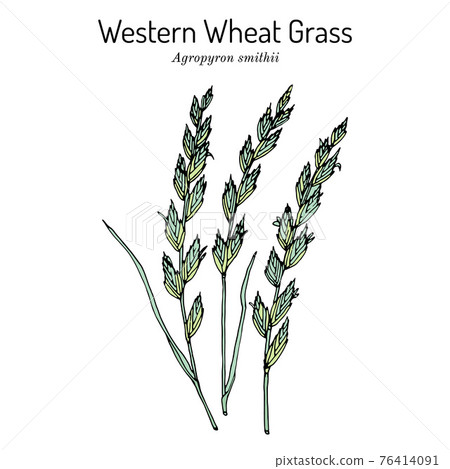 Western wheat grass Agropyron smithii , prairie... - Stock Illustration ...